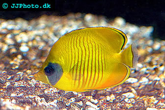 Golden Butterflyfish