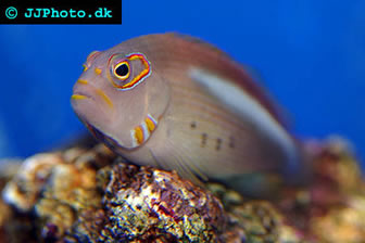 Arc-eye Hawkfish