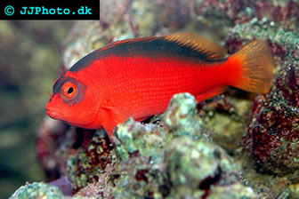 Flame Hawkfish