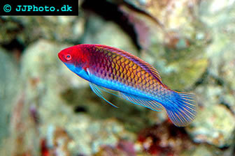 Solar Fairy Wrasse