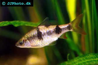 Arulius Barb - Puntius arulius