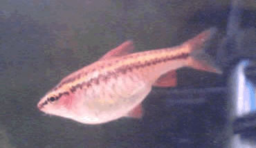 Breeding Cherry Barbs