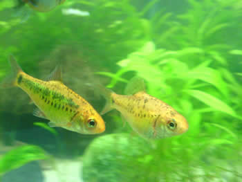 Gold Barb