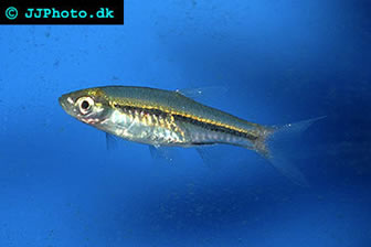 Brilliant rasbora - Rasbora borapetensis