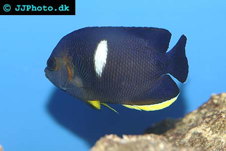 Keyhole Angelfish – Centropyge tibicen