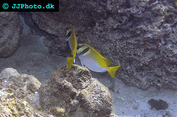 Virgate Rabbitfish – Siganus virgatus