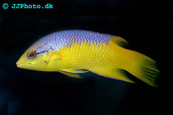 Spanish Hogfish – Bodianus rufus