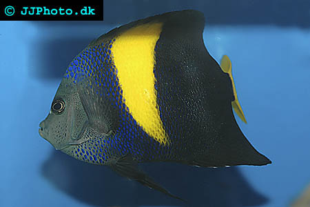 Arabian Angelfish– Pomacanthus asfur