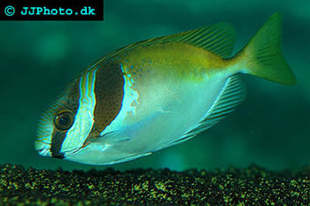 Virgate Rabbitfish – Siganus virgatus