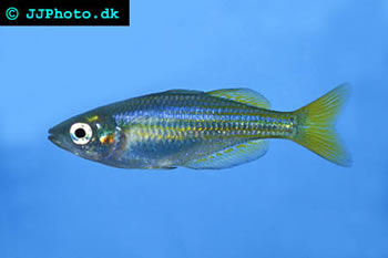 Chequered Rainbowfish - Melanotaenia splendida inornata